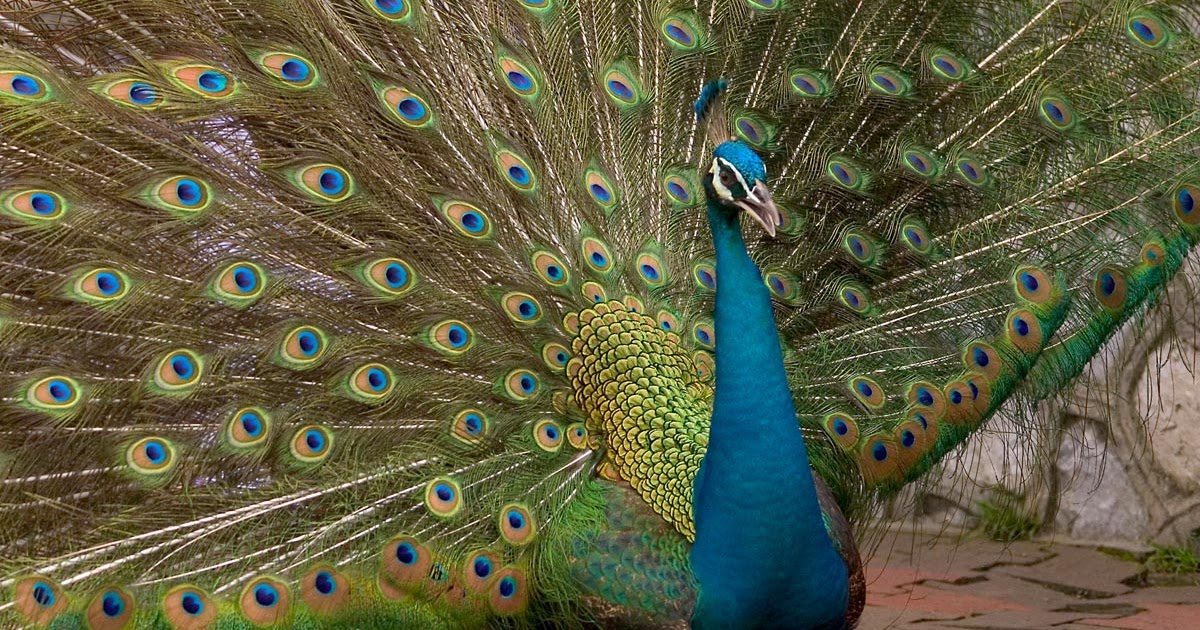Peafowl - True Wildlife Creatures