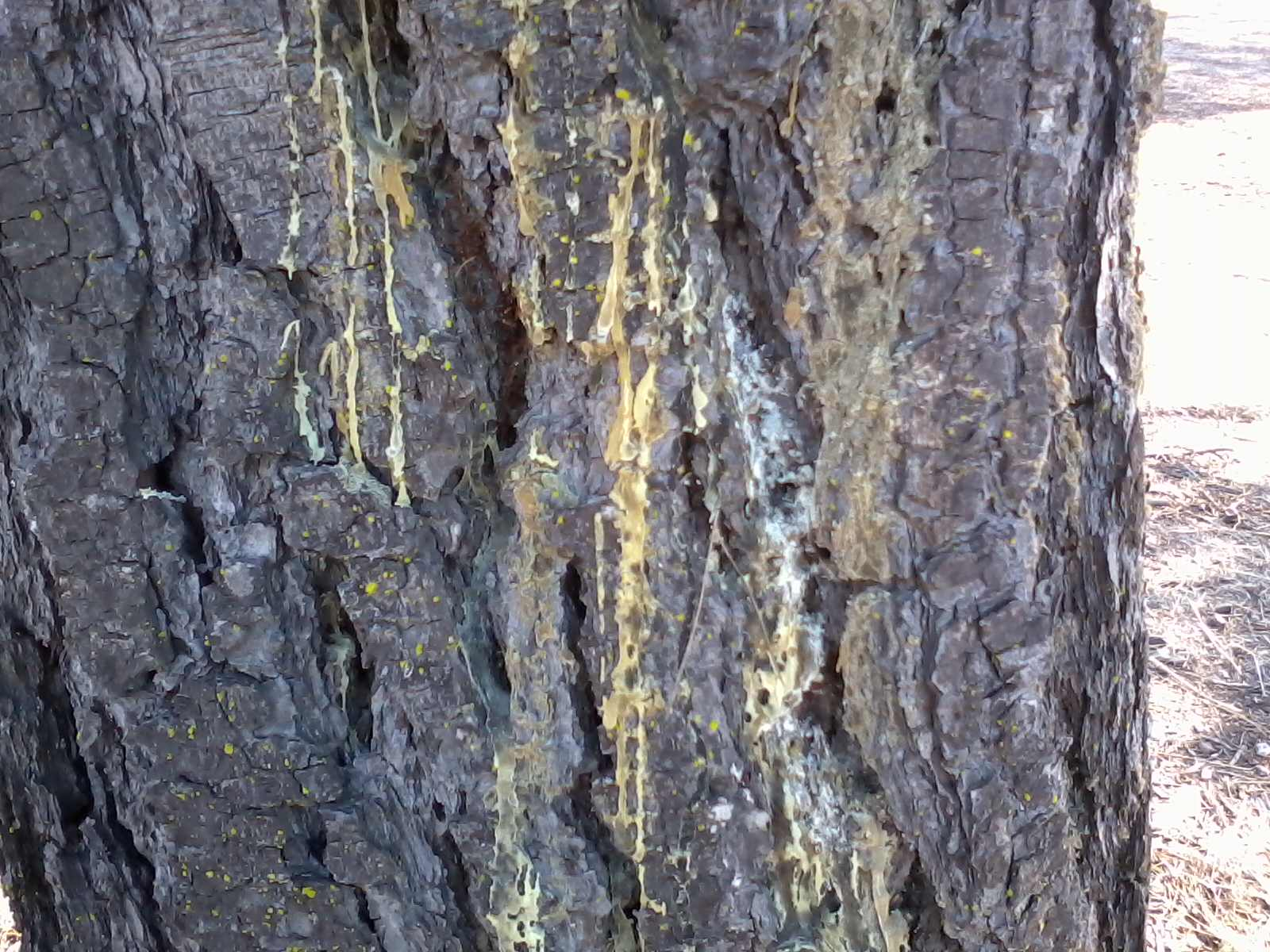 Goblin Ranger: Pine Resin...a natural glue and aid to firemaking