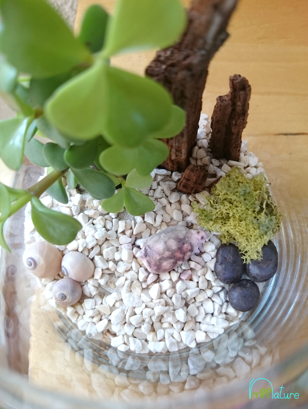 Mininature: Terrario con plantas y diorama para Concha