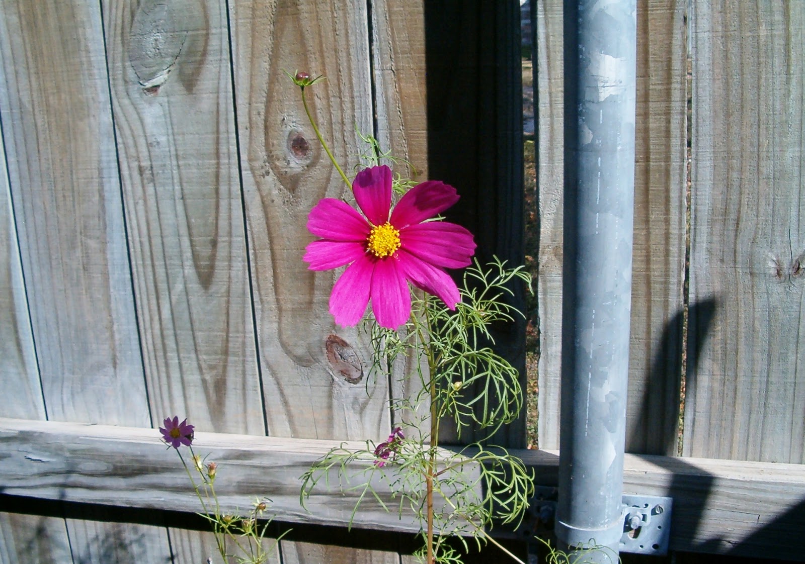 Lil' Debi As Mama: Wordless Wednesday with Linky - Cosmos