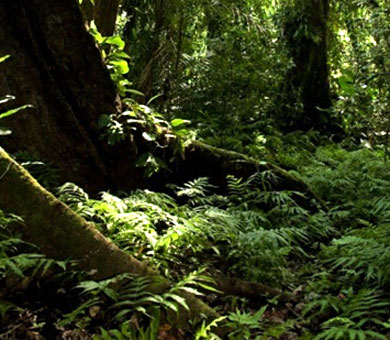 Ciencias Naturales: Selva Humeda