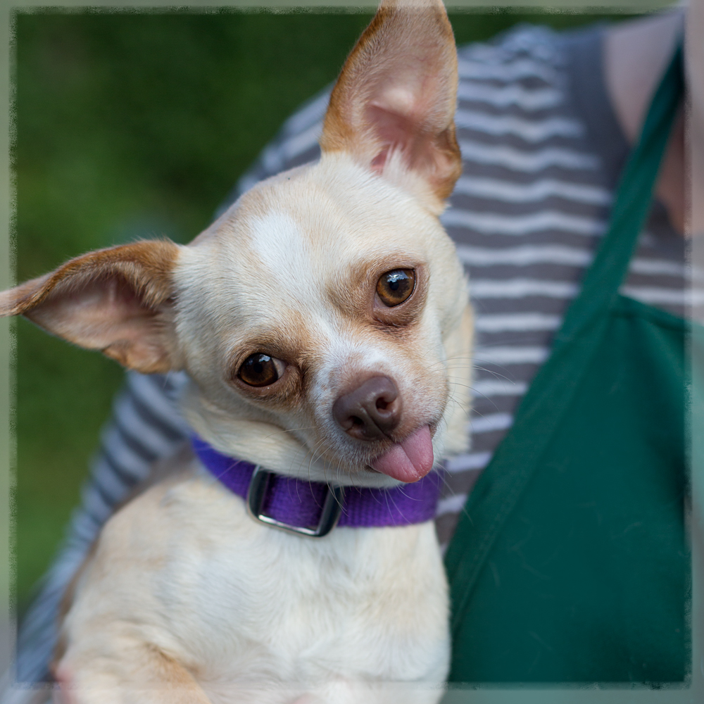 Shelter Dogs of Portland: "MUGGLE" shy lovable Chihuahua