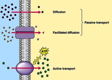 Membrane Transport: The transportation mechanism into the cell
