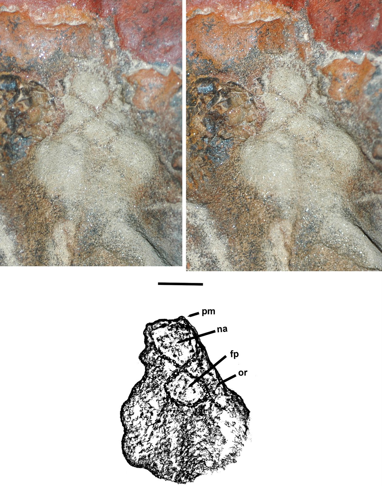 Superoceras: Introducing a new "backyard dinosaur", Propanoplosaurus ...