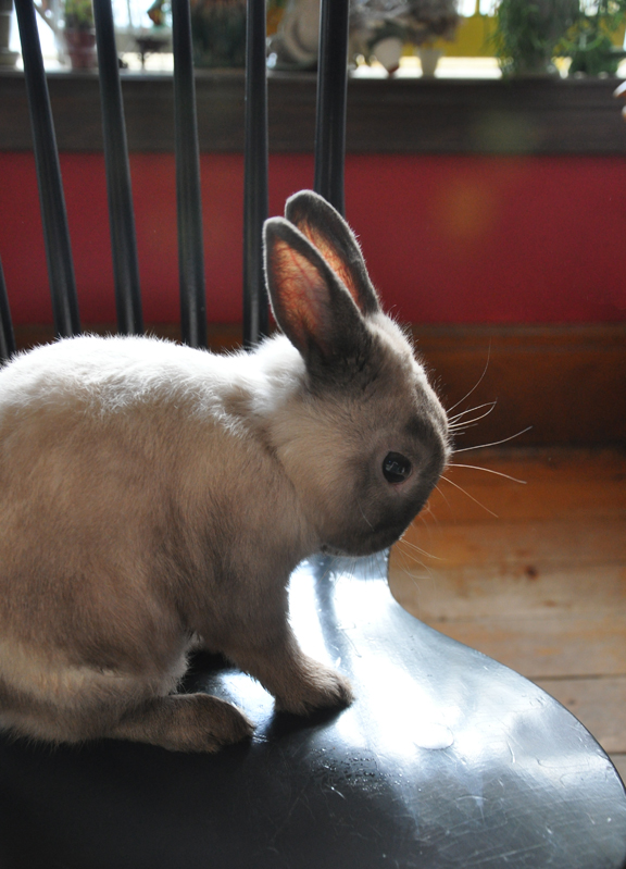 Three Dogs in a Garden: Our Odd Couple: Piper & Honey the Rabbit