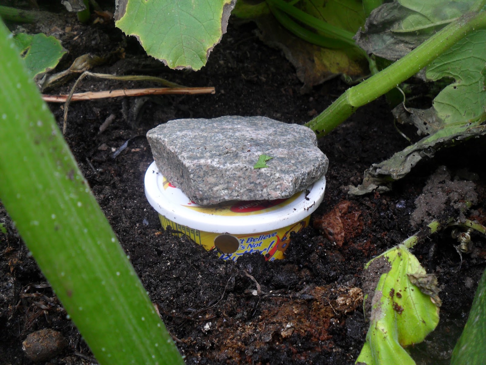 Bills Garden Tips: My homemade slug traps