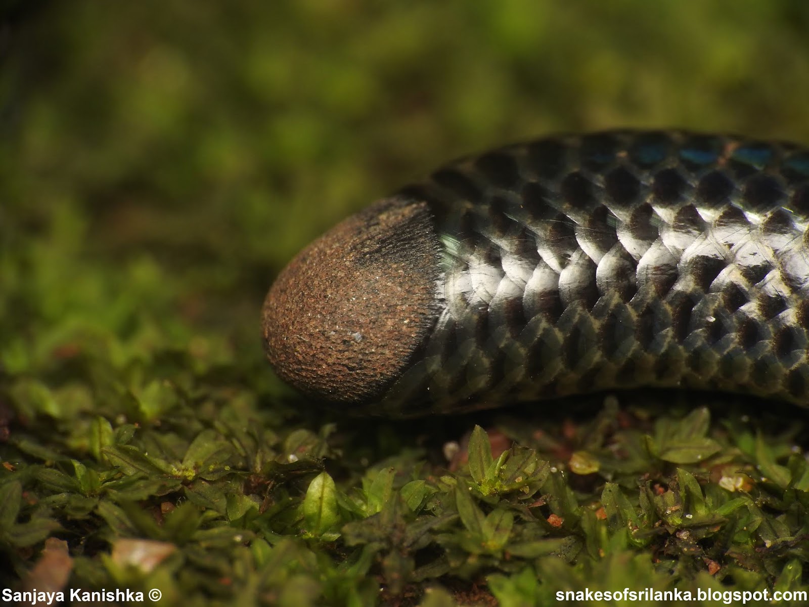 Schneider's Shieldtail/උල් තුඩුල්ලා (Rhinophis oxyrhynchus-Schneider, 1801)