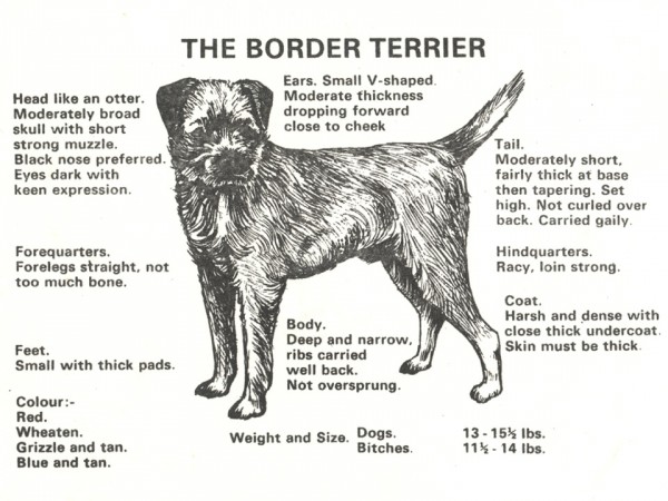border terriers dogs - PUPPIEz