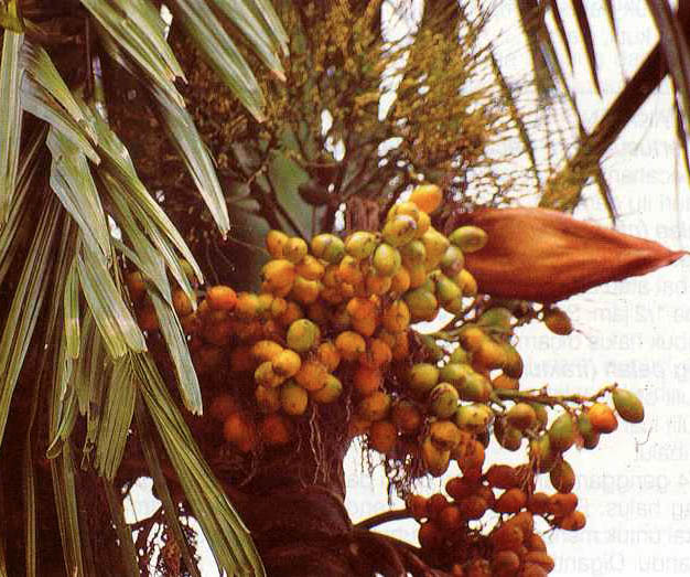 ~*~INGIN SEHAT~*~: Pinang