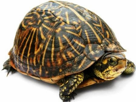 Nonverbal World - The World Without Words: Turtle Effect: Body response ...