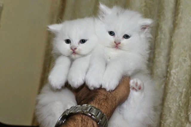 صور القط الشيرازى المون فيس Shirazi cat Moon Face