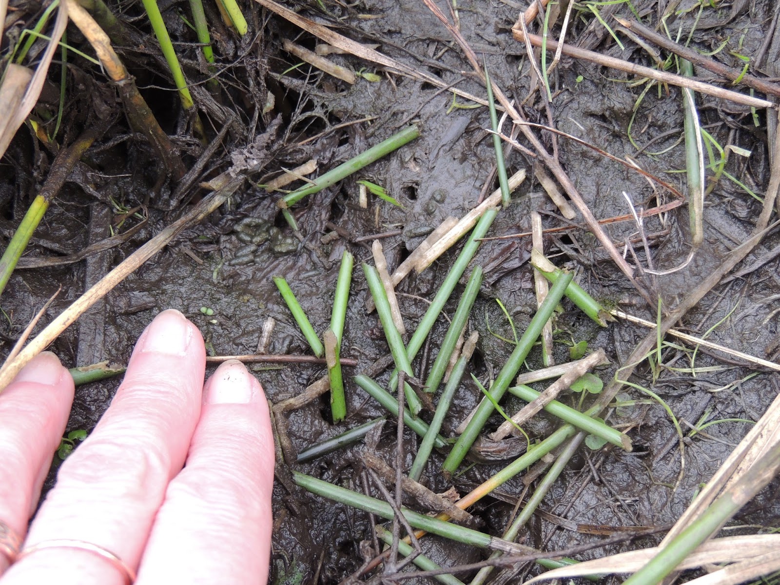 About a Brook: The First Tentative Signs
