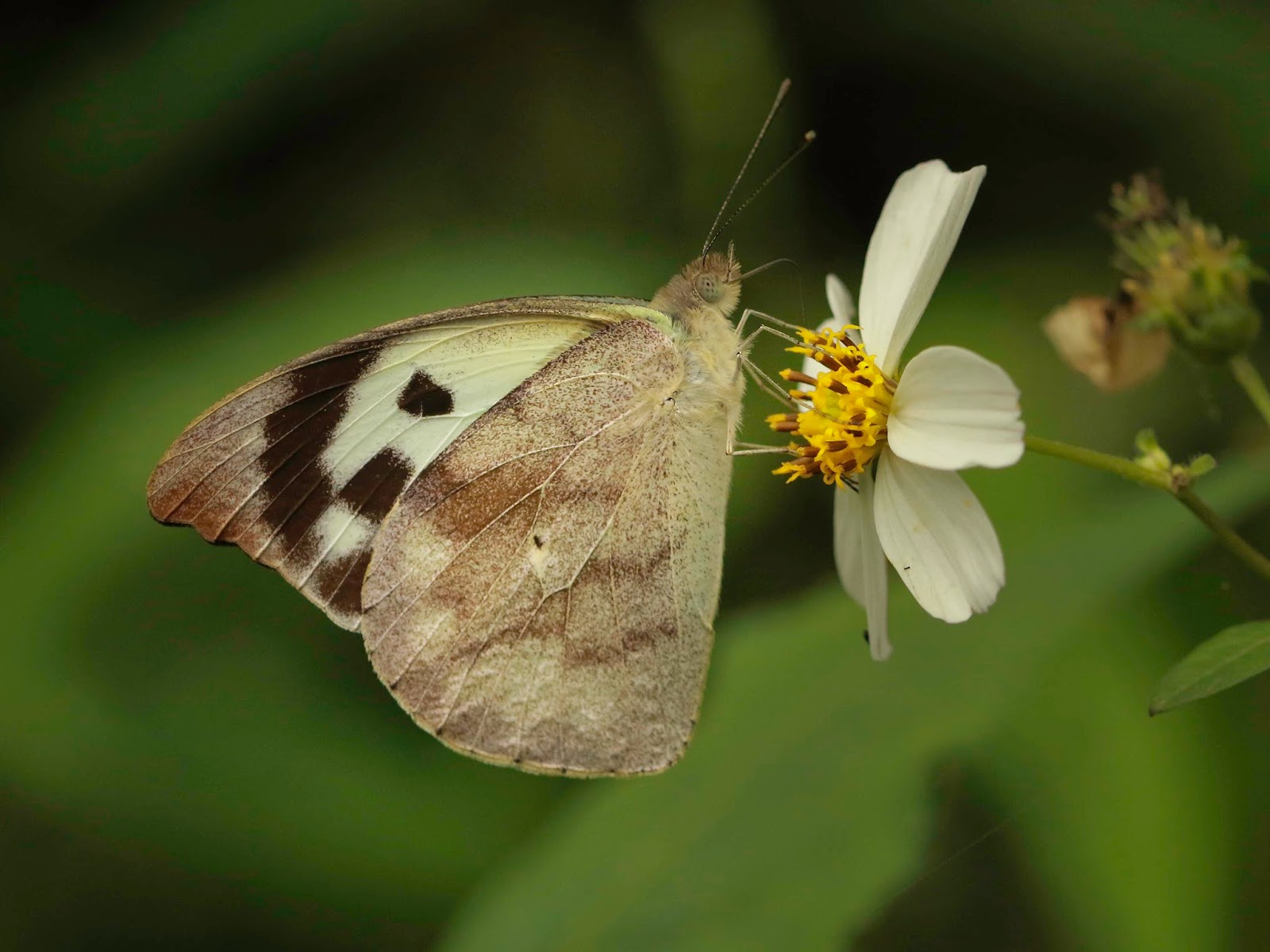 Butterflies of Vietnam: April 2017