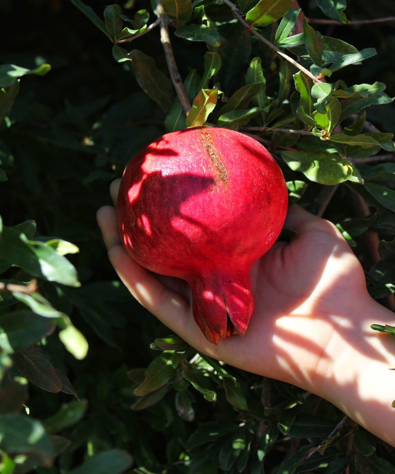 Savouring the Seasons: Pomegranate Season