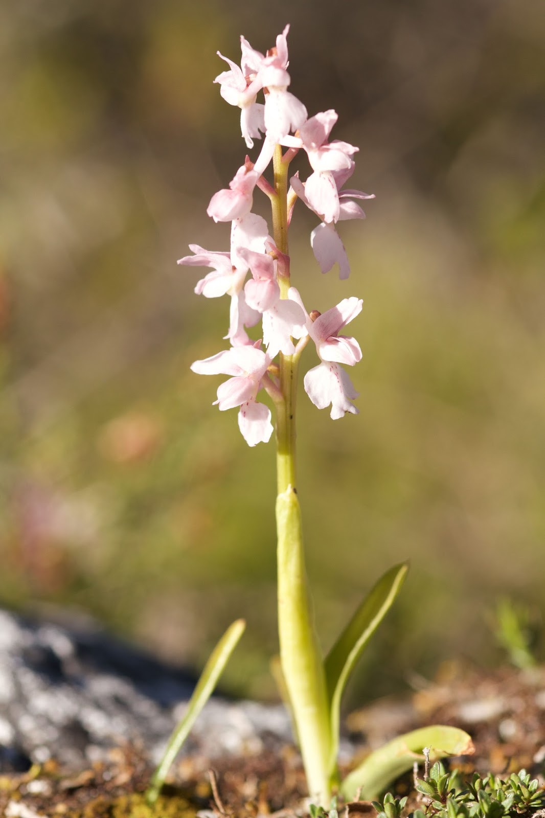 naturaleza en asturias: mayo 2016