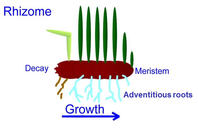 Botany Professor: The symmetry of plants