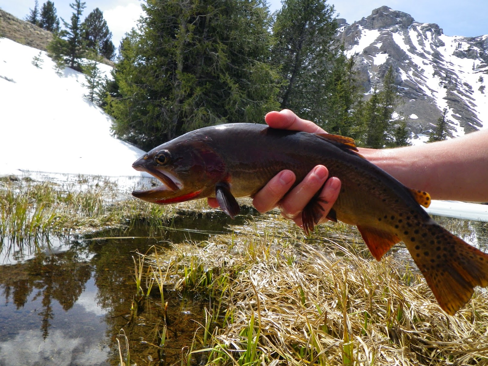 Backcountry Lakes: Swauger Lake: The Road Less Traveled