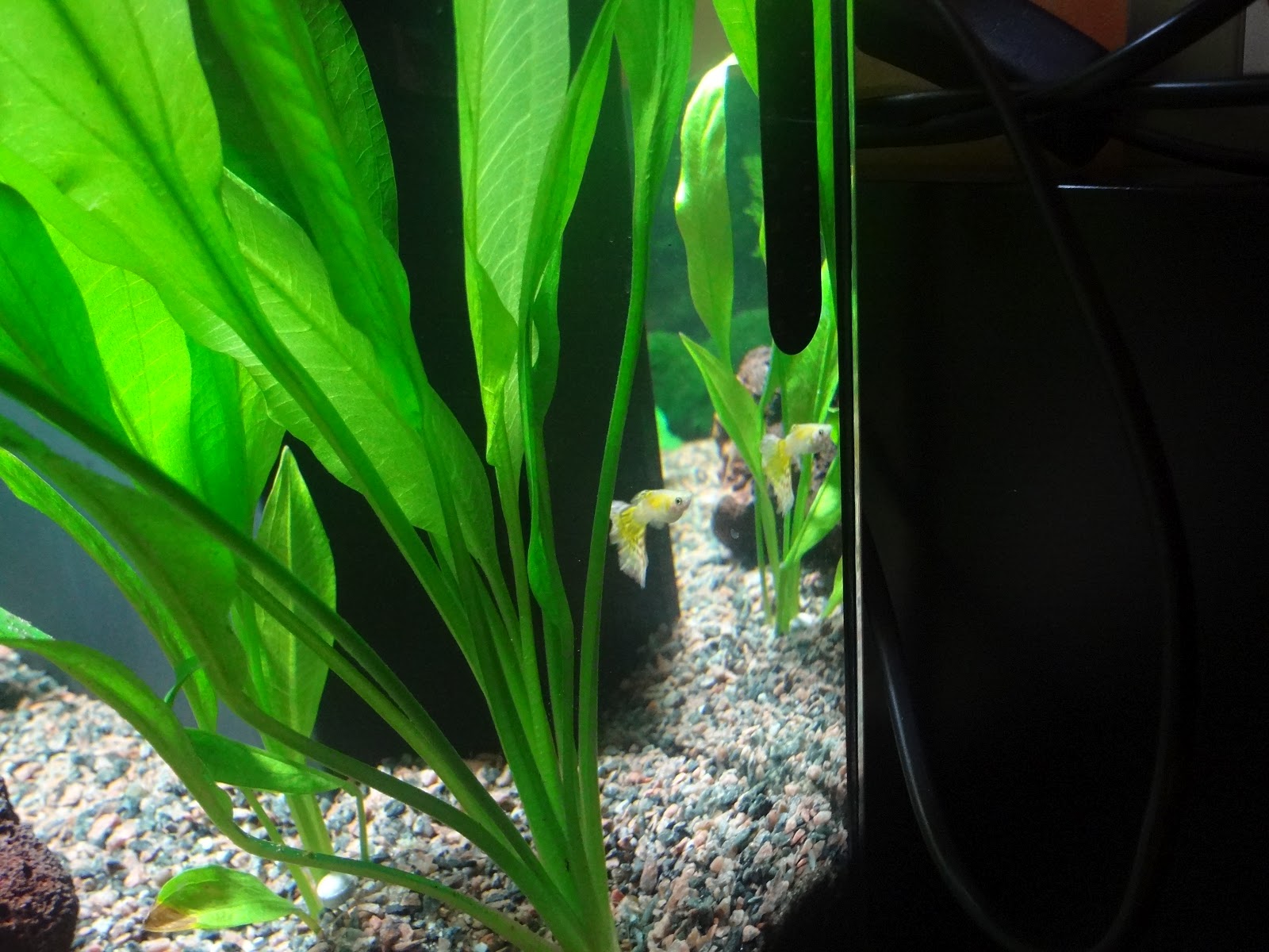 Mi Primer Acuario: INTRODUCCIÓN DE LOS PRIMEROS PECES