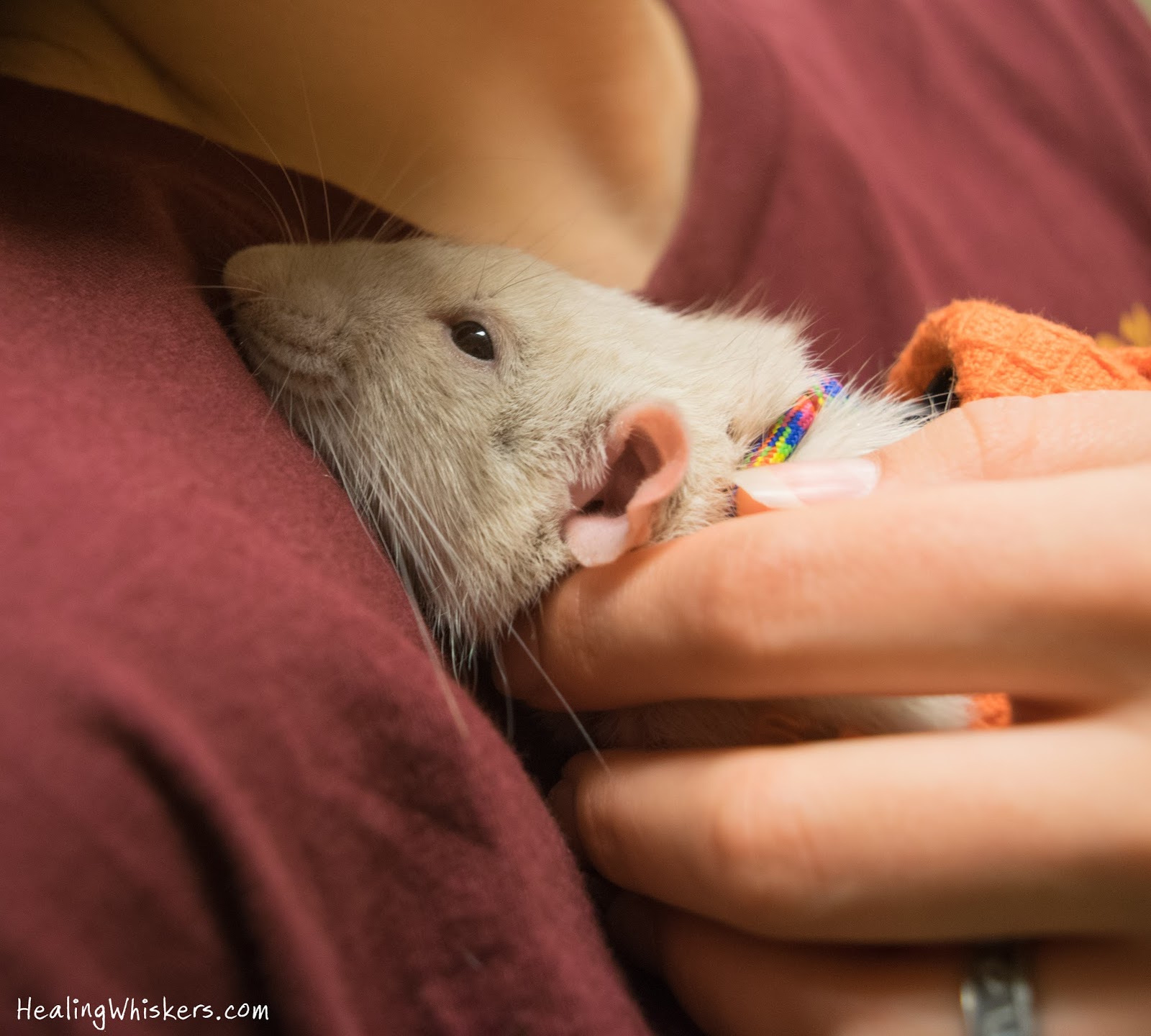 Healing Whiskers: Life of a Therapy Rat: Fall 2017
