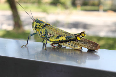 MINNESOTA BABY: Mega bugs return to the singapore science centre.