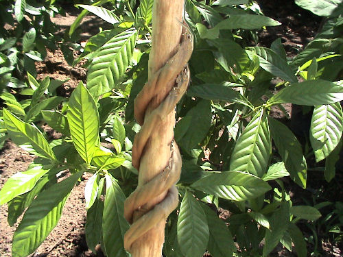 Instituto Hanuman: Sagrada Ayahuasca