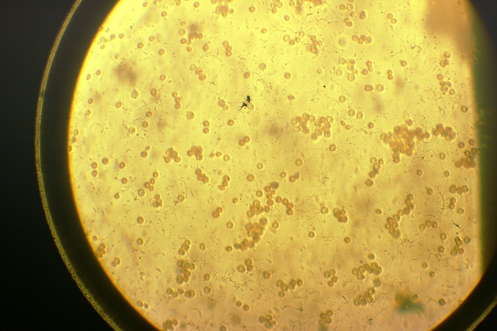 BIBBlog: Laboratorio di Scienze: osservazioni al microscopio