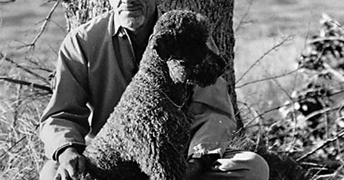 The Constant Story: The Dog in Books