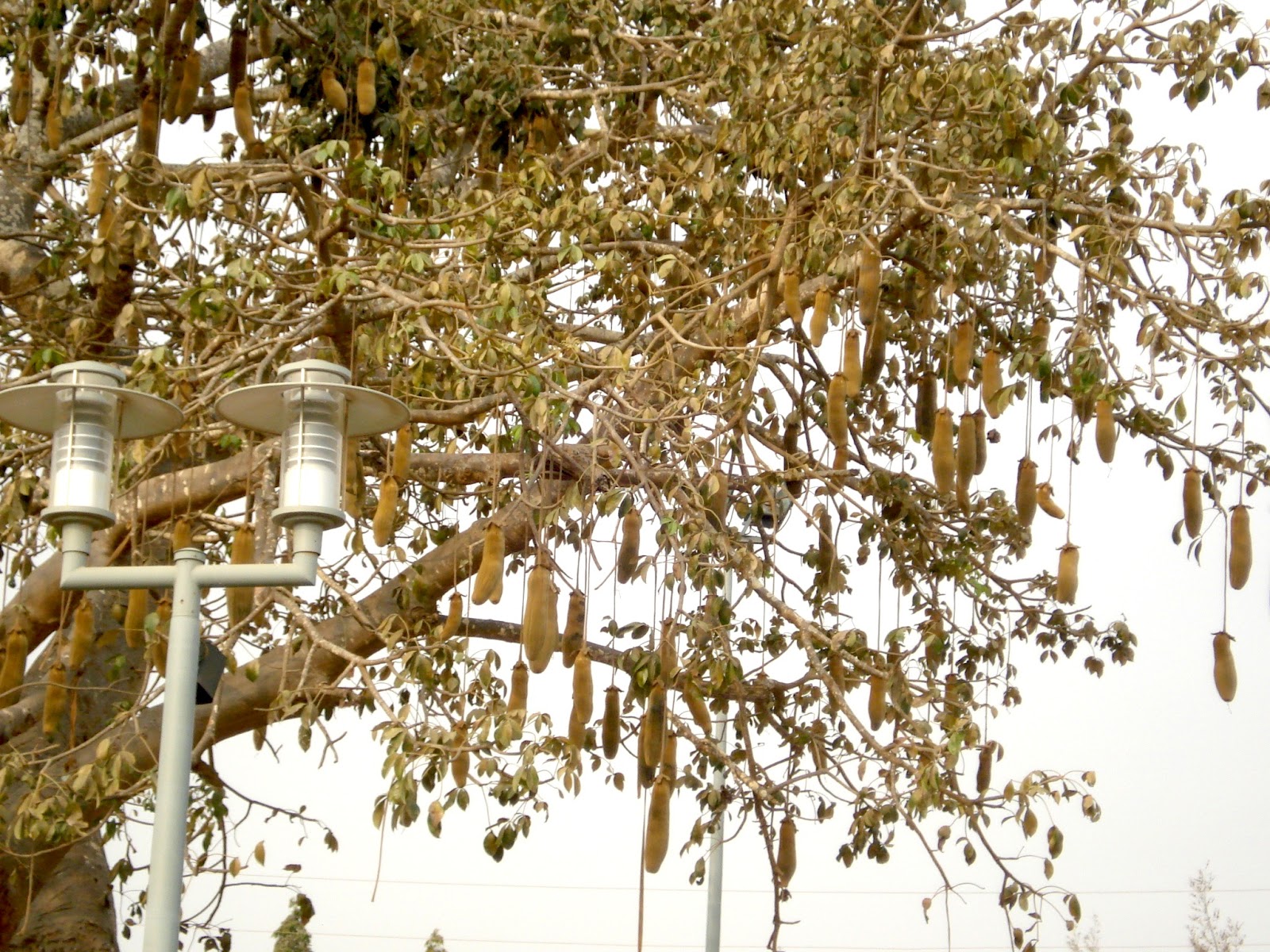 Viagens de Pati: Embondeiro