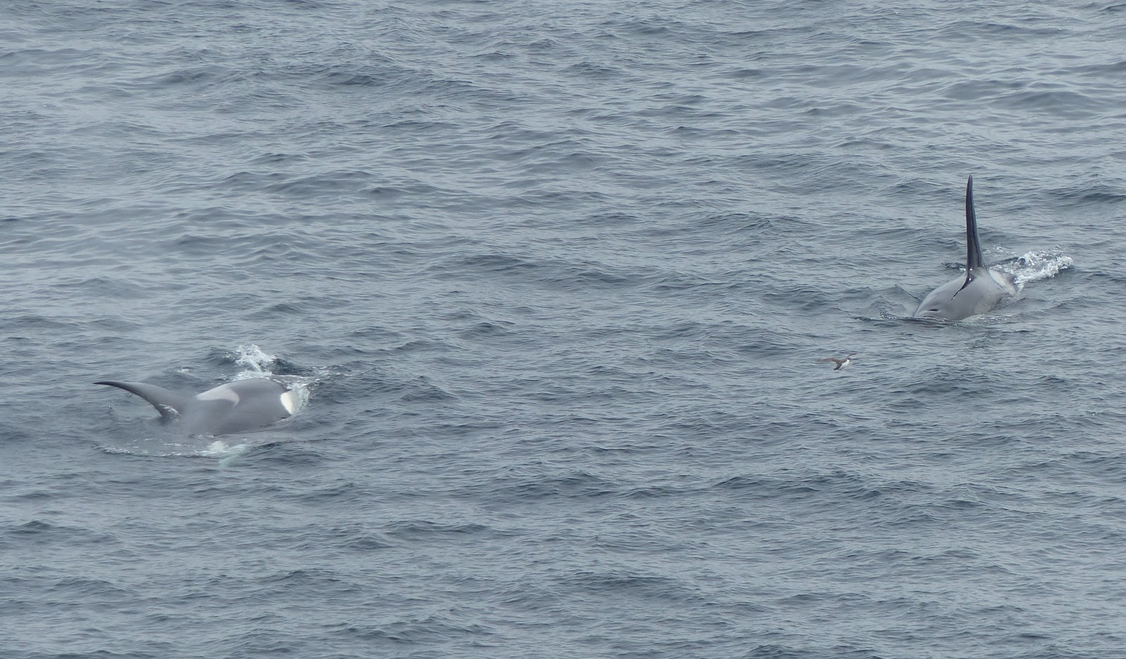 A Field Notebook: Orca!