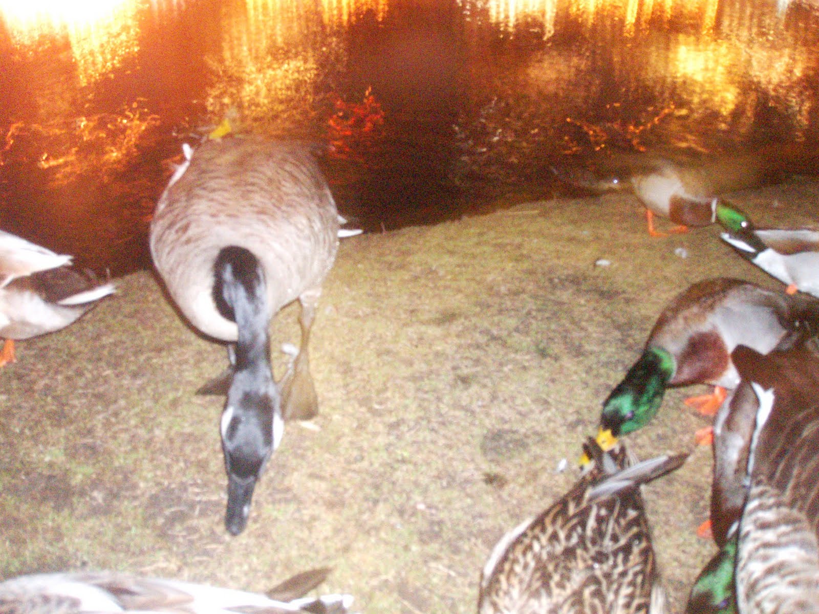 Tales, Tails and Feathers of New York -- PCA: "Goose Bomb"