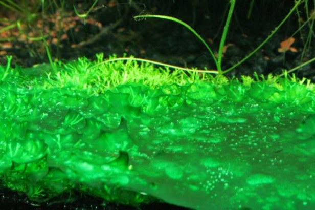 Akwarystyka Dla Każdego : Sinice