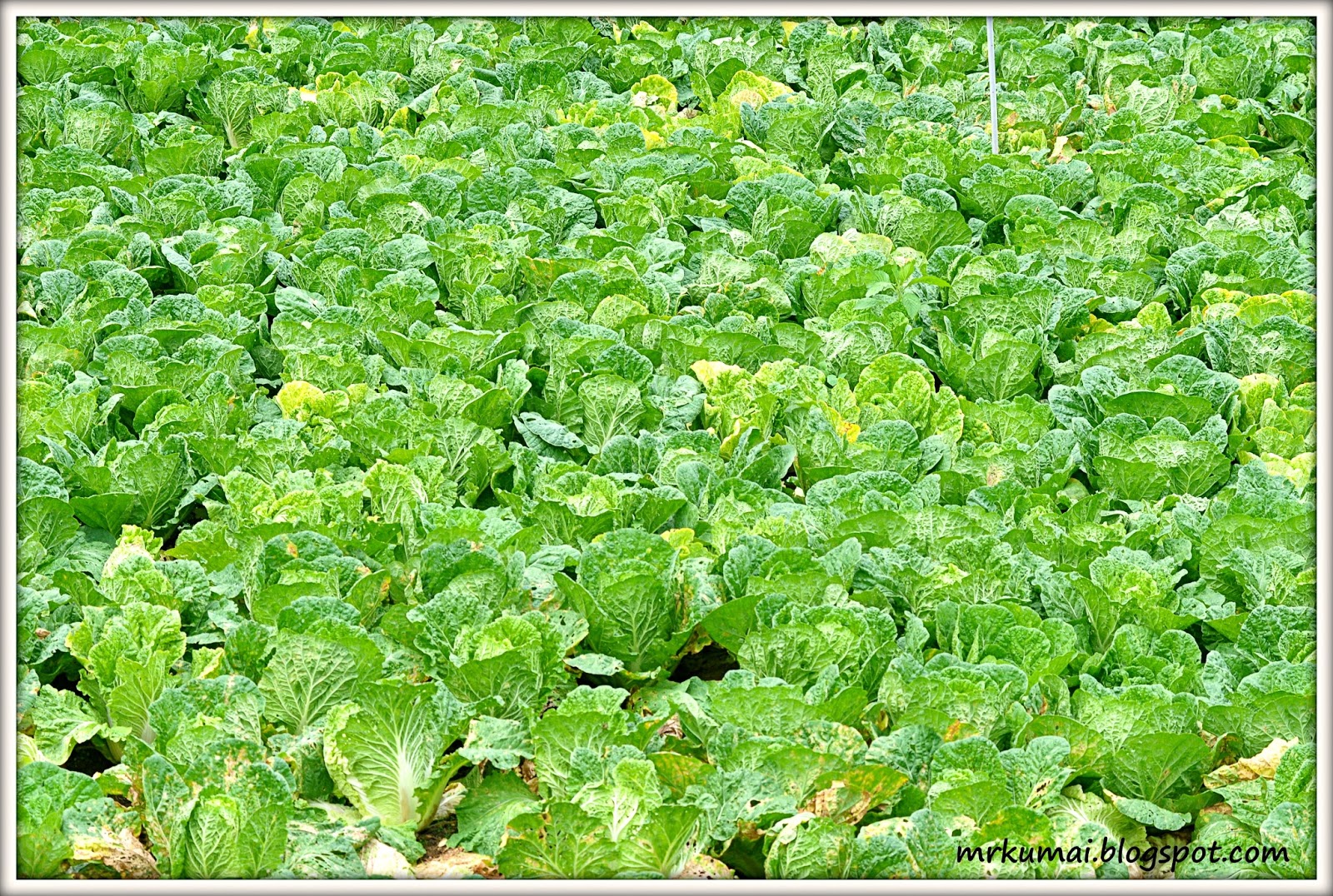 mrkumai.blogspot.com: Kebun Kubis Bunga di Cameron Highlands
