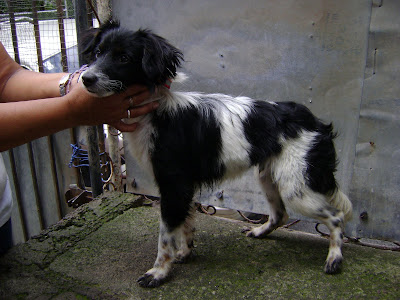 ZAGUATES Y MISINGOS: CACHORRO CRUCE BORDER COLLIE