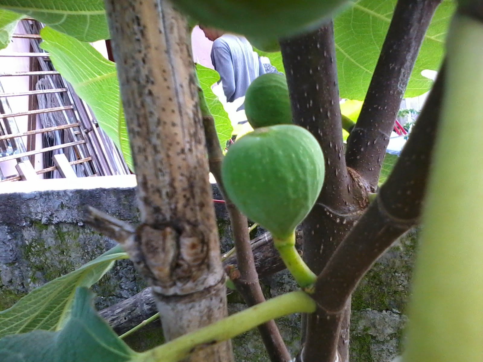 BOGOR FIG GARDEN: POHON TIN