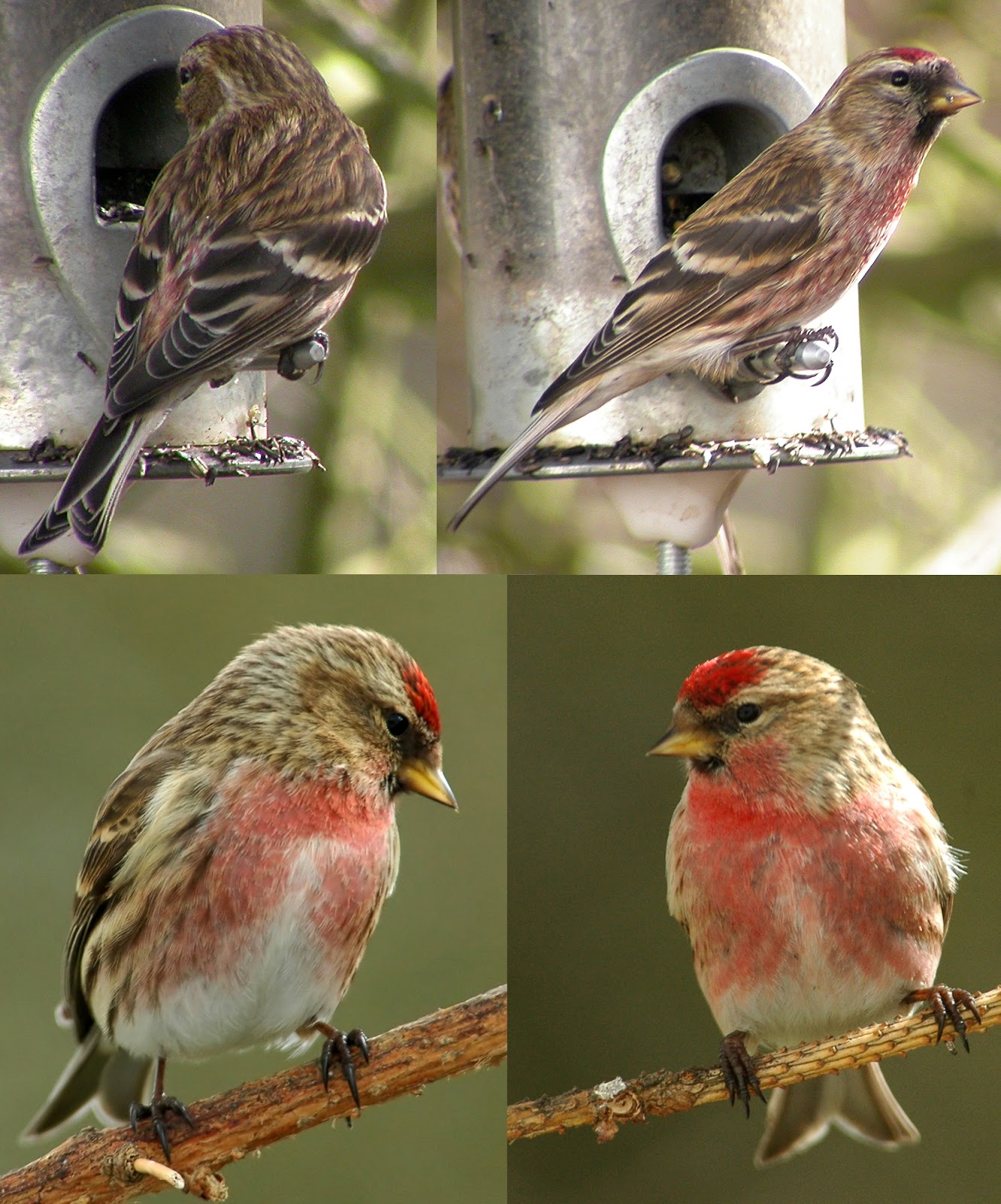 Worcestershire Redpolls and separation guide: Worcestershire Redpolls ...