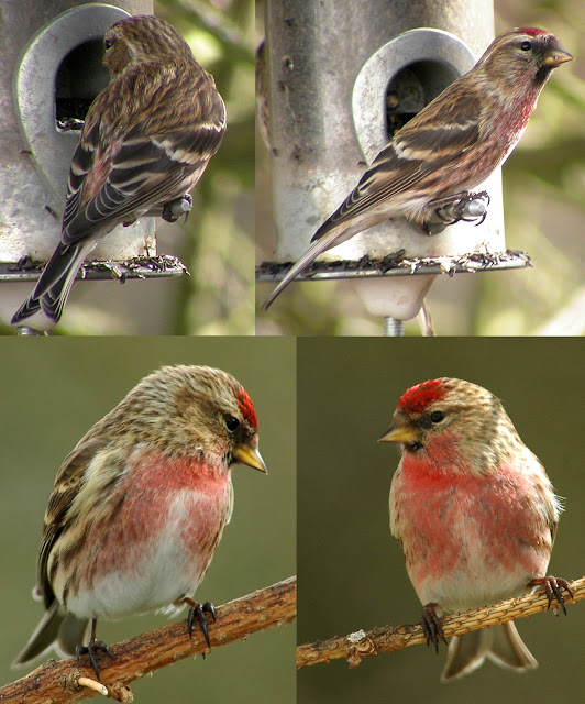 Worcestershire Redpolls and separation guide: Worcestershire Redpolls ...