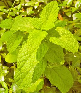 Lime Sorbet with Fresh Mint-Stay Cool My Friends - KitchenLane
