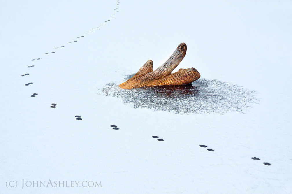 Wild and Free Montana: The Basic Gaits of Your Basic Coyote