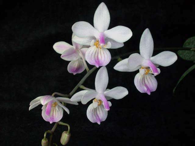Grow and care Phalaenopsis lindeni orchid - Linden's Phalaenopsis ...