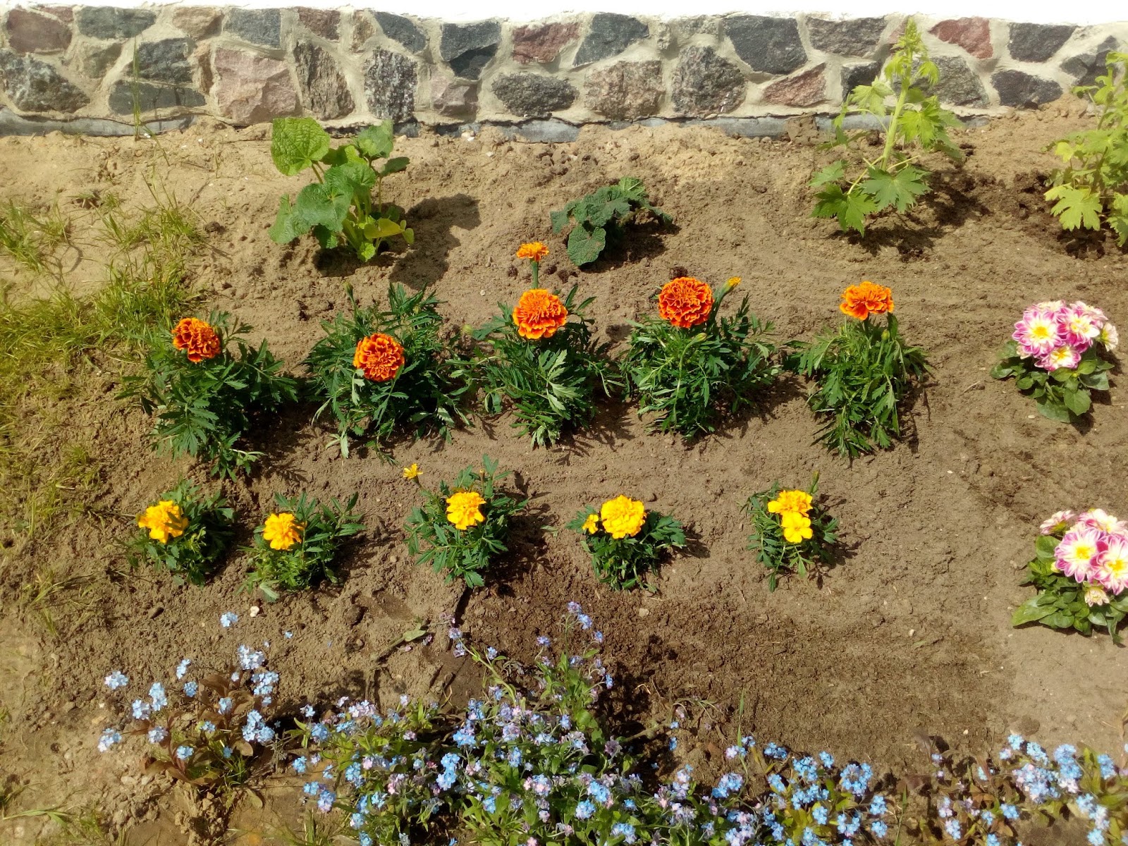 Za miastem: Moja rabatka