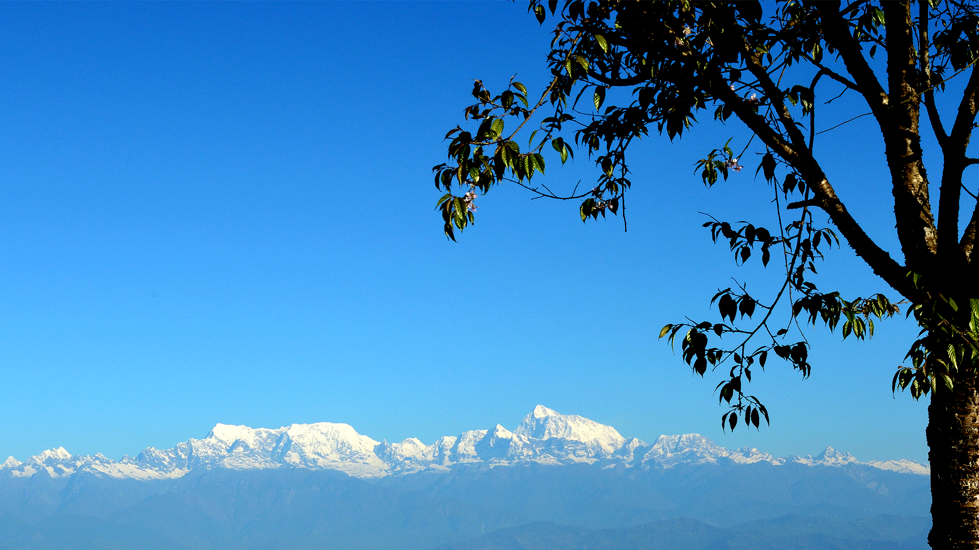 Basanta | Nepali Walls