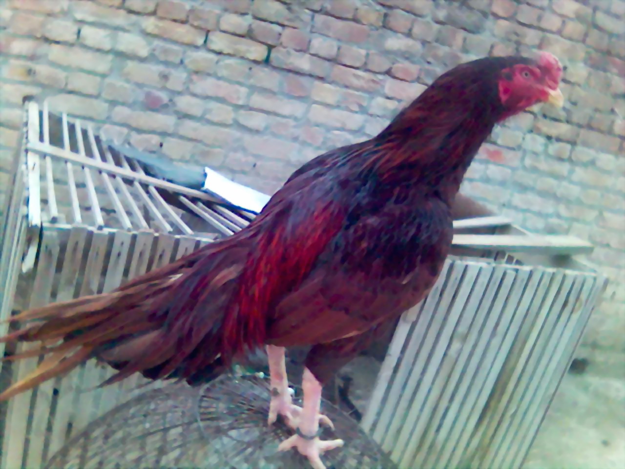 KING GHAZI: PAKISTANI ASEEL