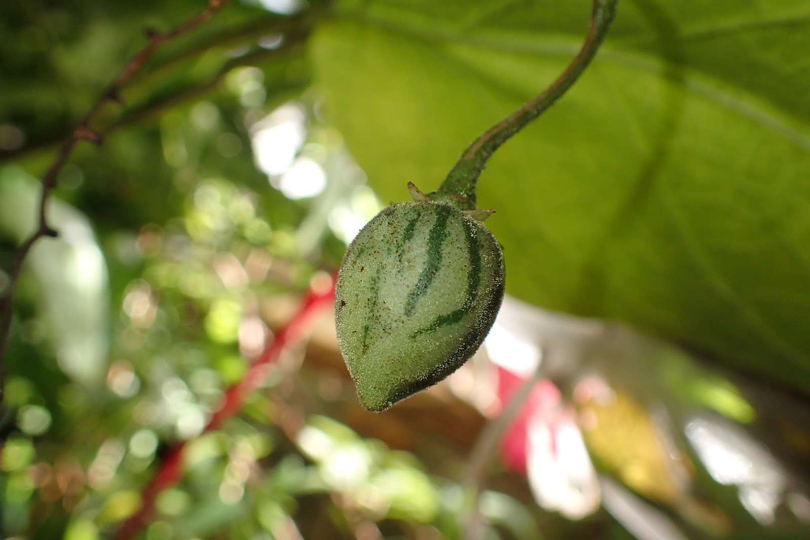 Scirpidiella's Plants: Hardy Tamarillos (Cyphomandra sp.div.)
