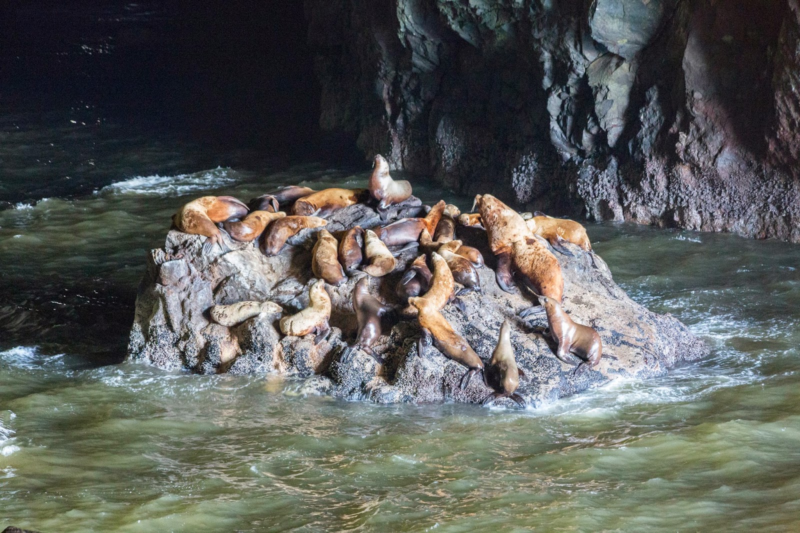 Naturetastic Blog: Sea Lions Caves and Florence (Part 2) - Oregon Coast