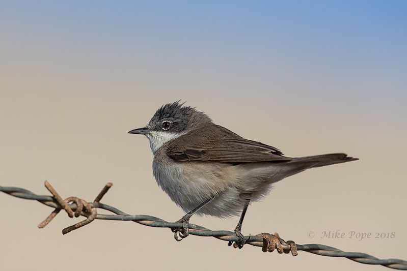 Kuwait Birding: Boubyan and Warba Island