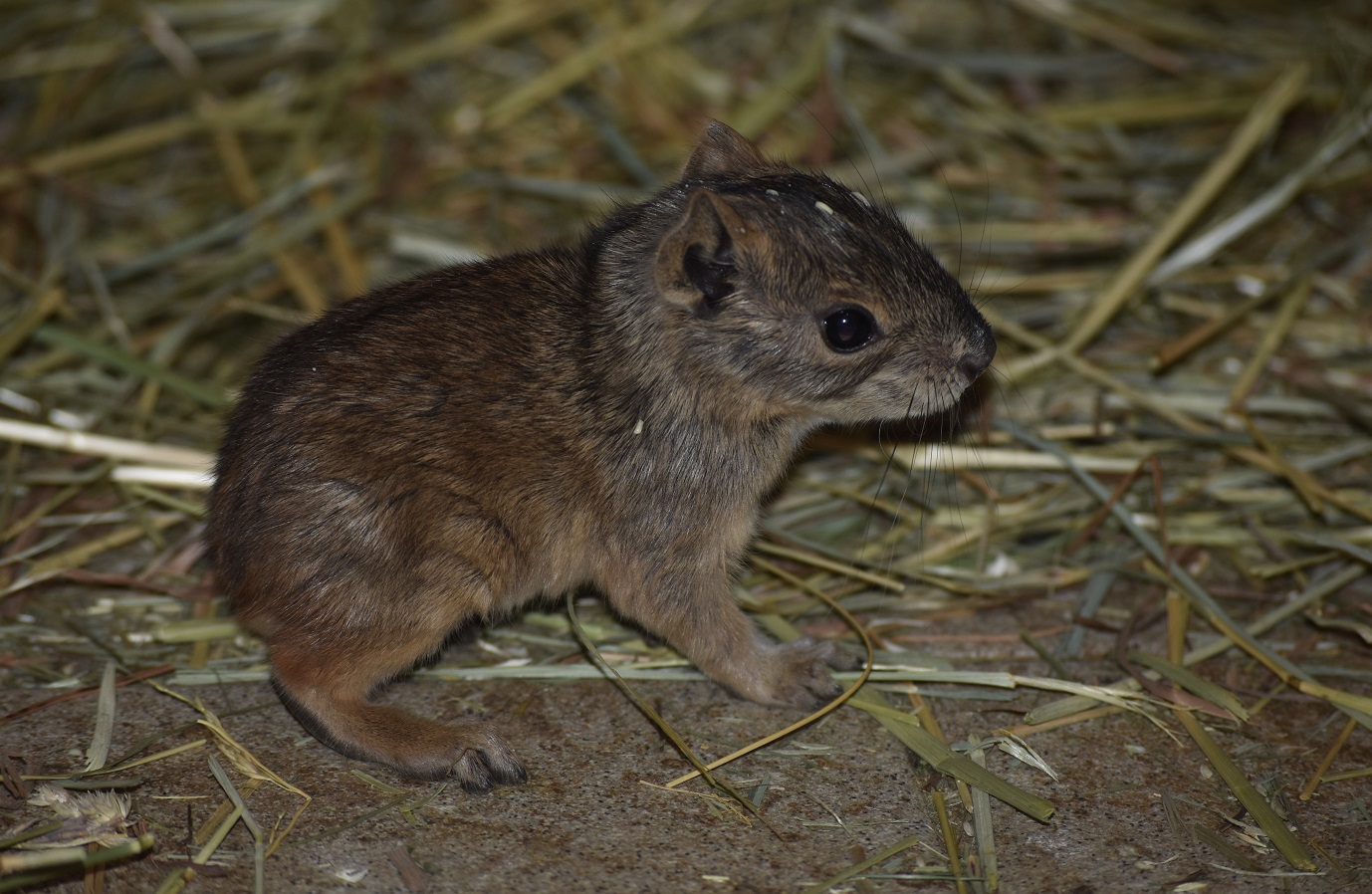 ZOOTOGRAFIANDO (6.100 ANIMALS): MOCÓ / MOCO (Kerodon rupestris)