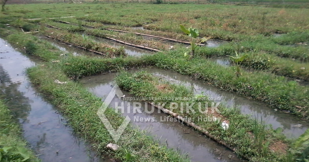 Mengulas Budidaya Cacing Sutra Sistem Irigasi atau parit - HirukPikuk