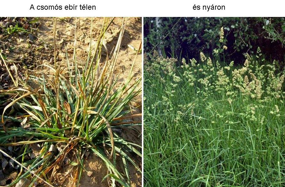 Aranyosfodorka napjai: Csomós ebír