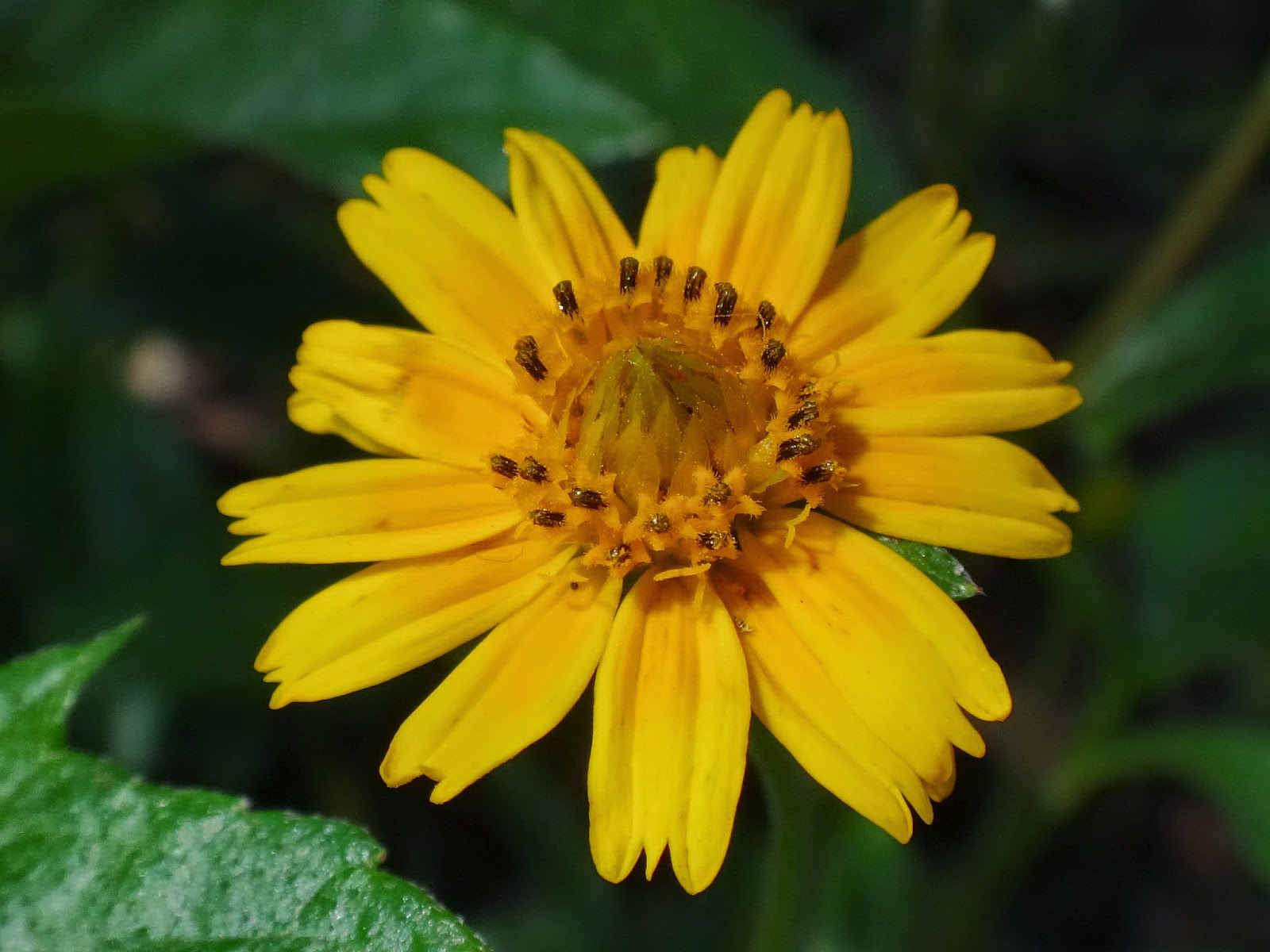Uma flor por dia: Vedélia
