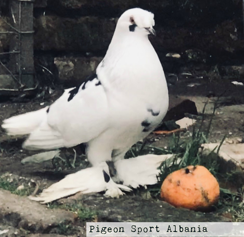 PIGEON SPORT ALBANIA: Pellumba me cafk para (PIGEON 7 ALBANIA)